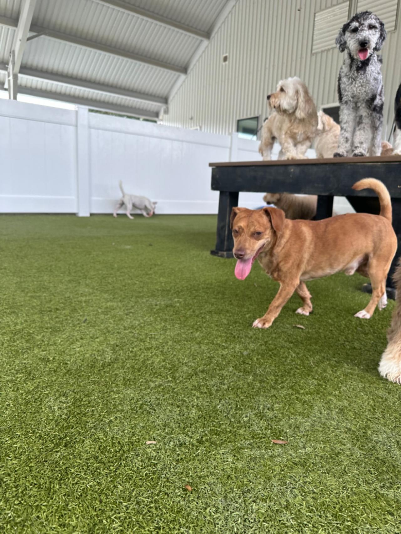The Lodge Pet Resort | Paw Partner