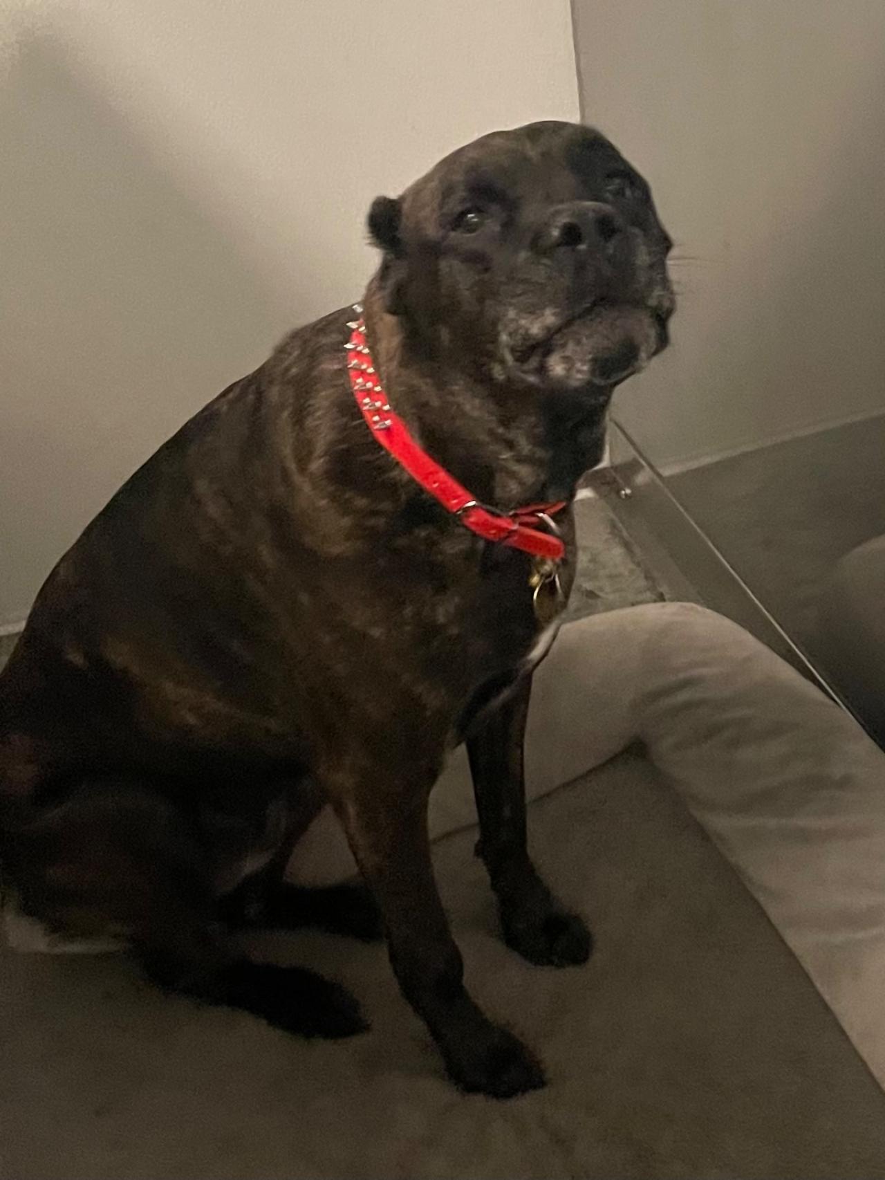 Princeton Pup House | Paw Partner