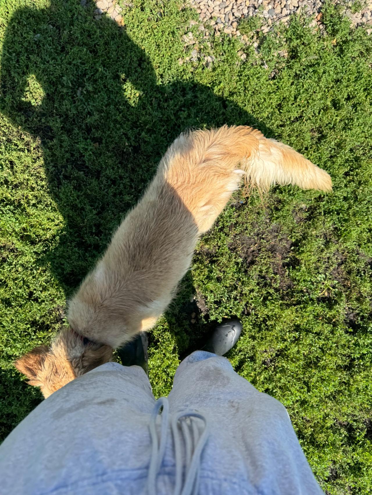 Tera's S'paw & Pet Resort | Paw Partner