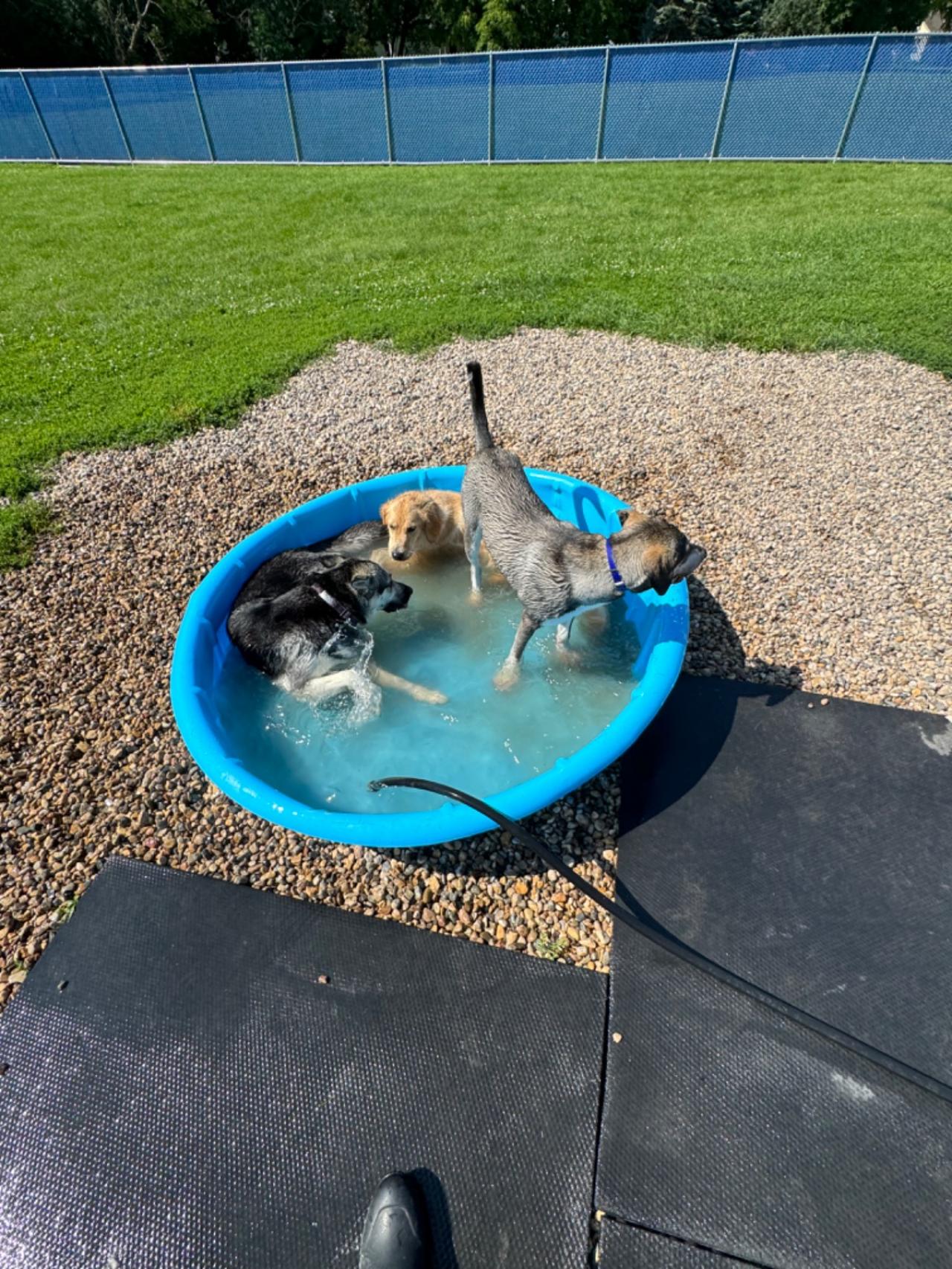 Tera's S'paw & Pet Resort | Paw Partner