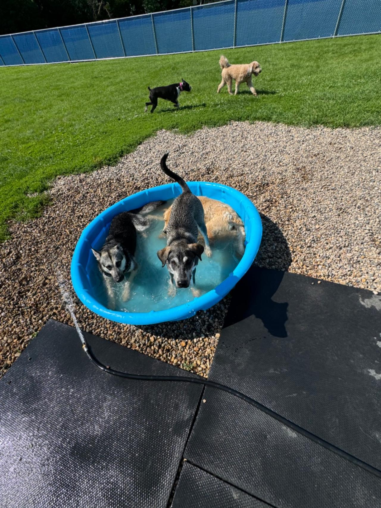 Tera's S'paw & Pet Resort | Paw Partner