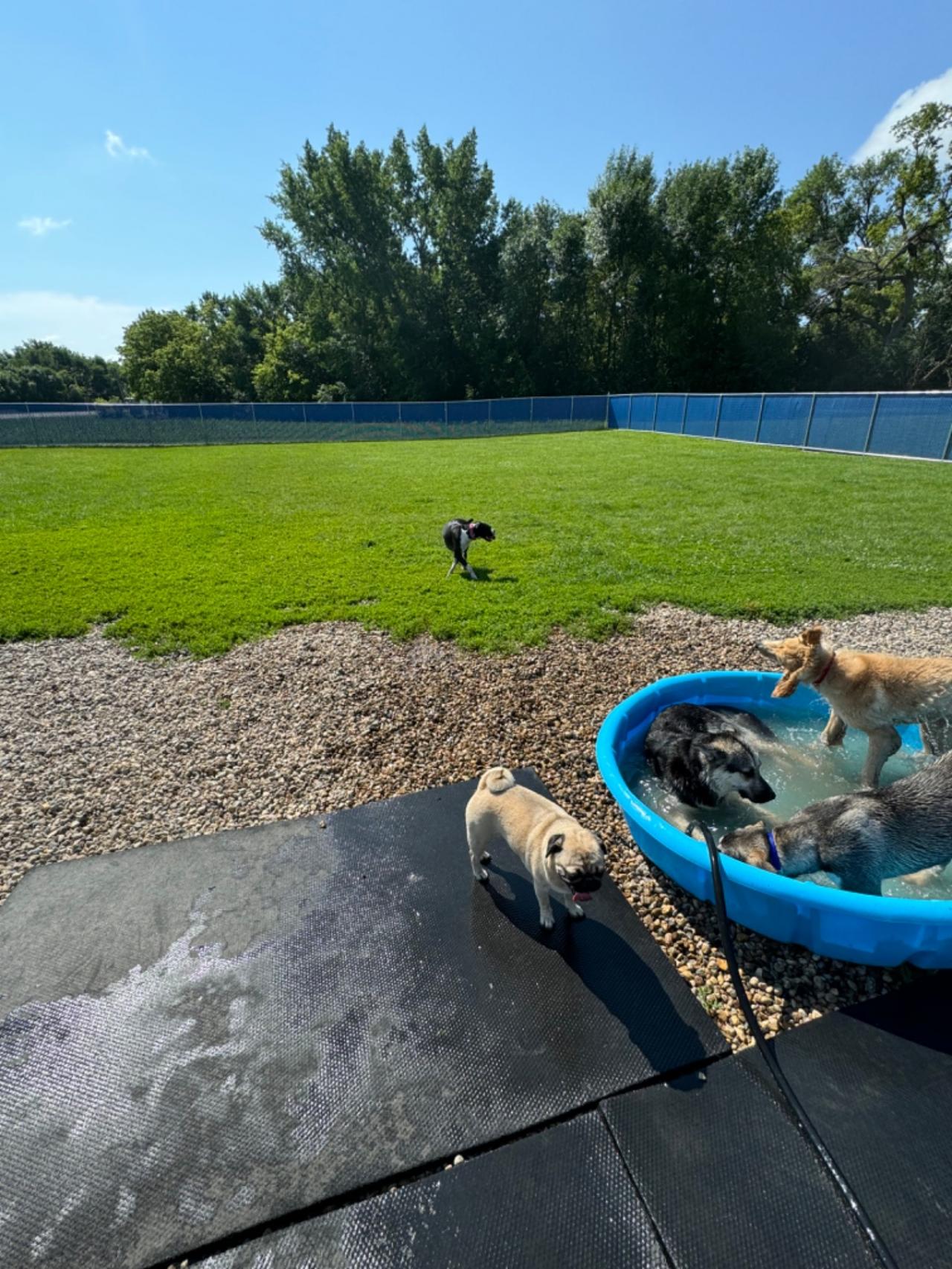 Tera's S'paw & Pet Resort | Paw Partner