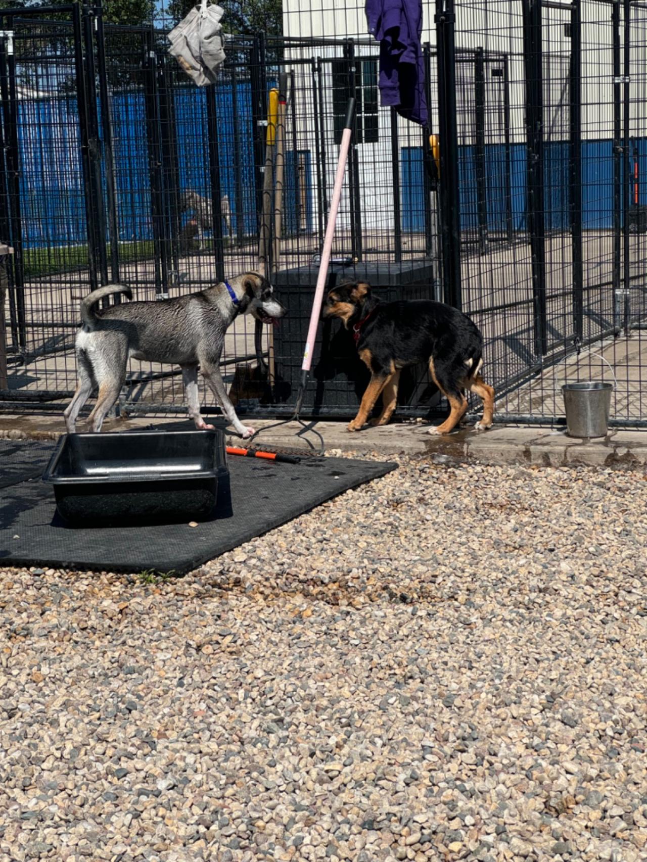 Tera's S'paw & Pet Resort | Paw Partner