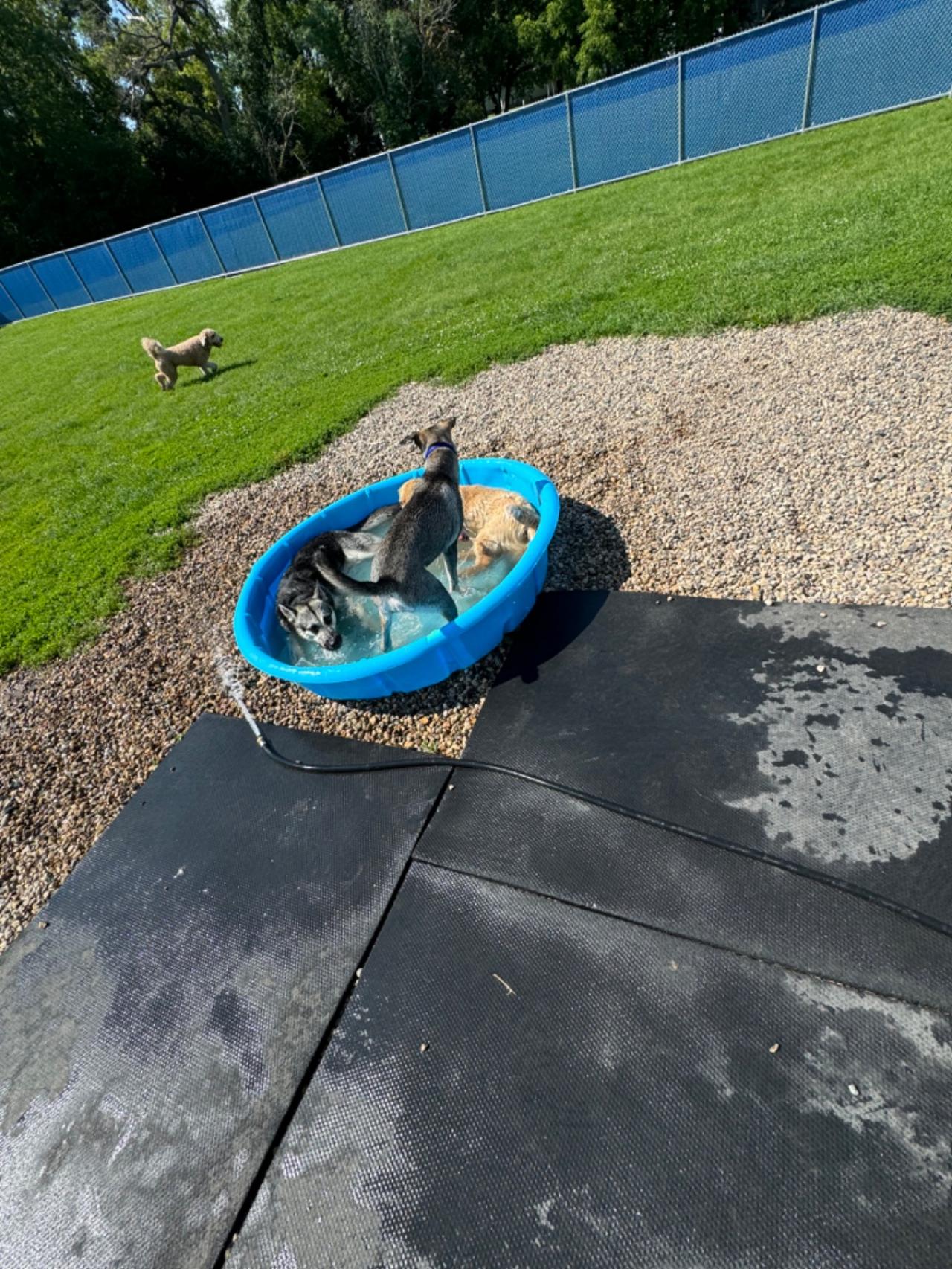 Tera's S'paw & Pet Resort | Paw Partner