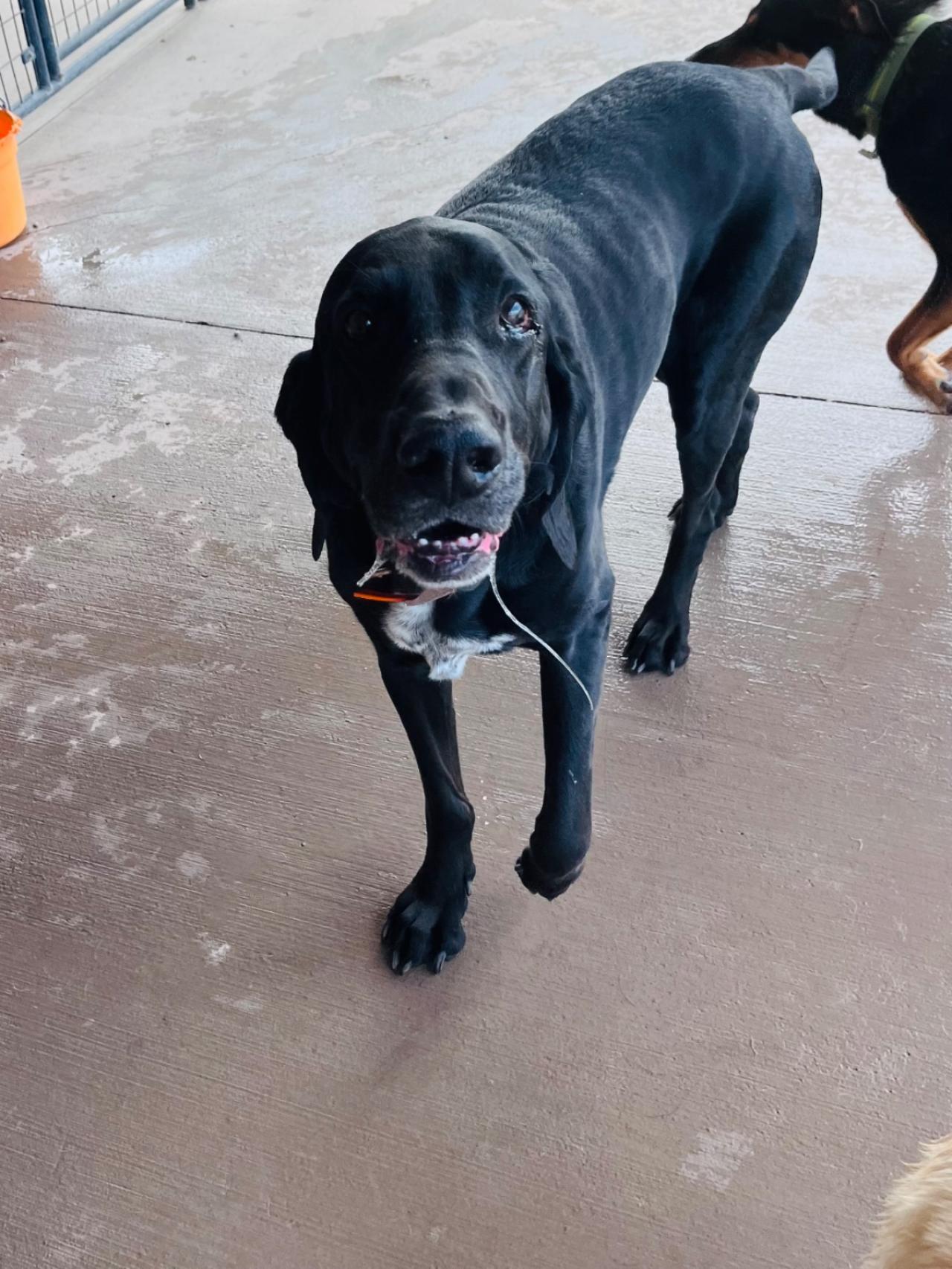 Iron Will Dog Lodge | Paw Partner