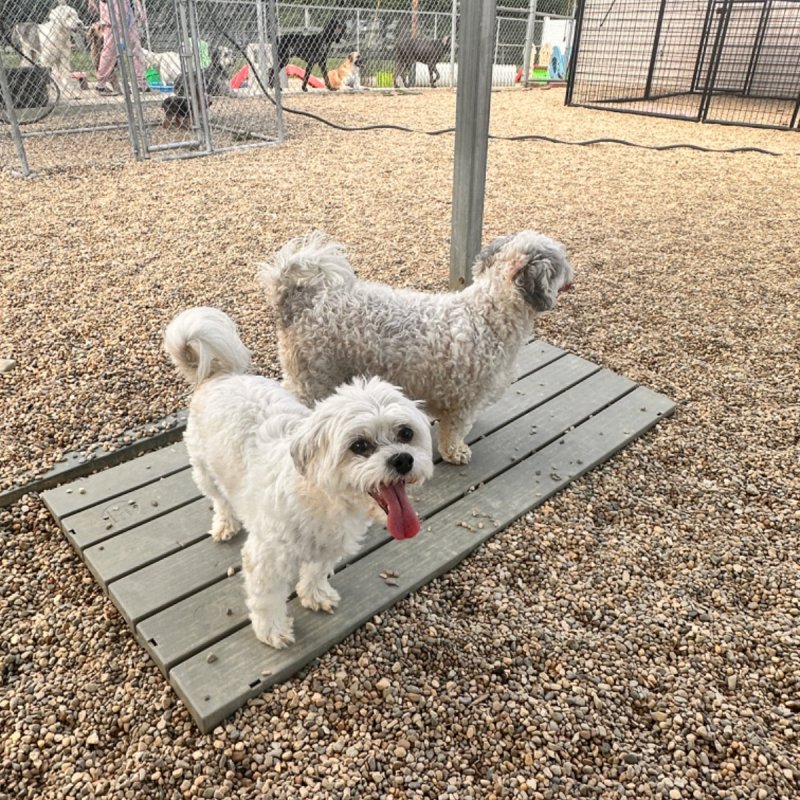 Four Paws Salon & Retreat | Paw Partner