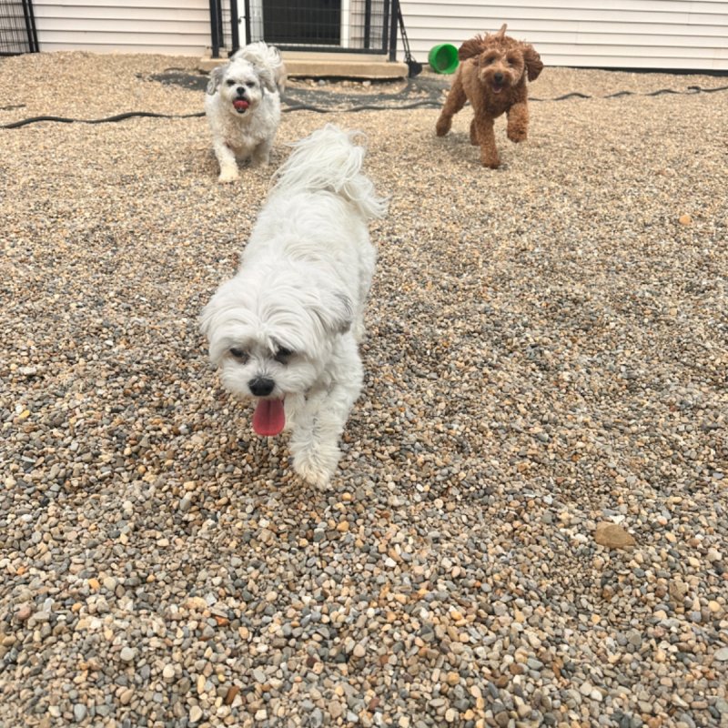 Four Paws Salon & Retreat | Paw Partner