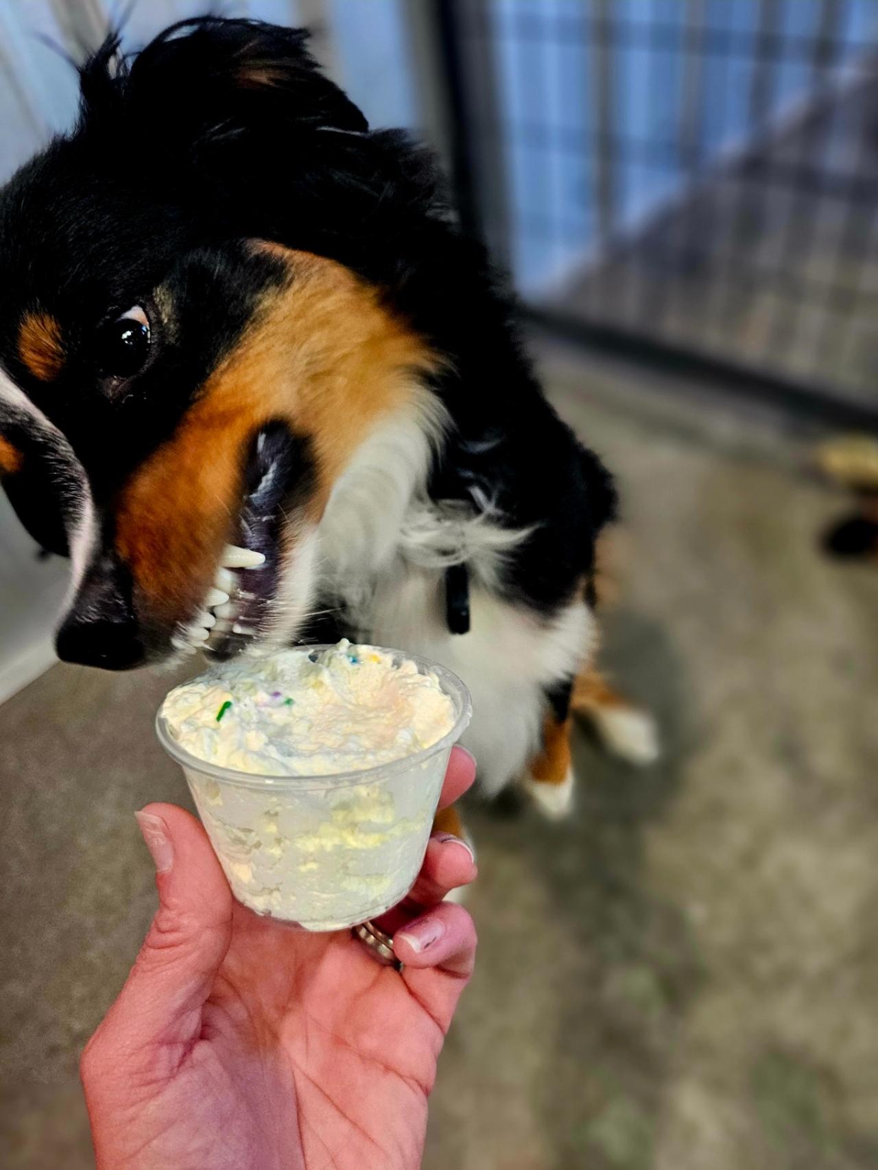 Iron Will Dog Lodge | Paw Partner