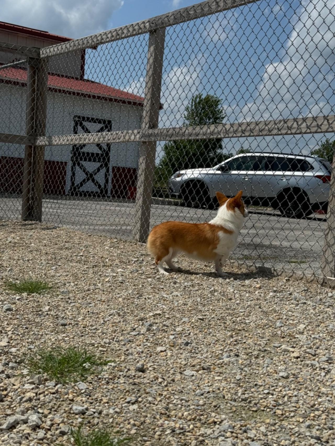 Club k9 At The Ranch | Paw Partner