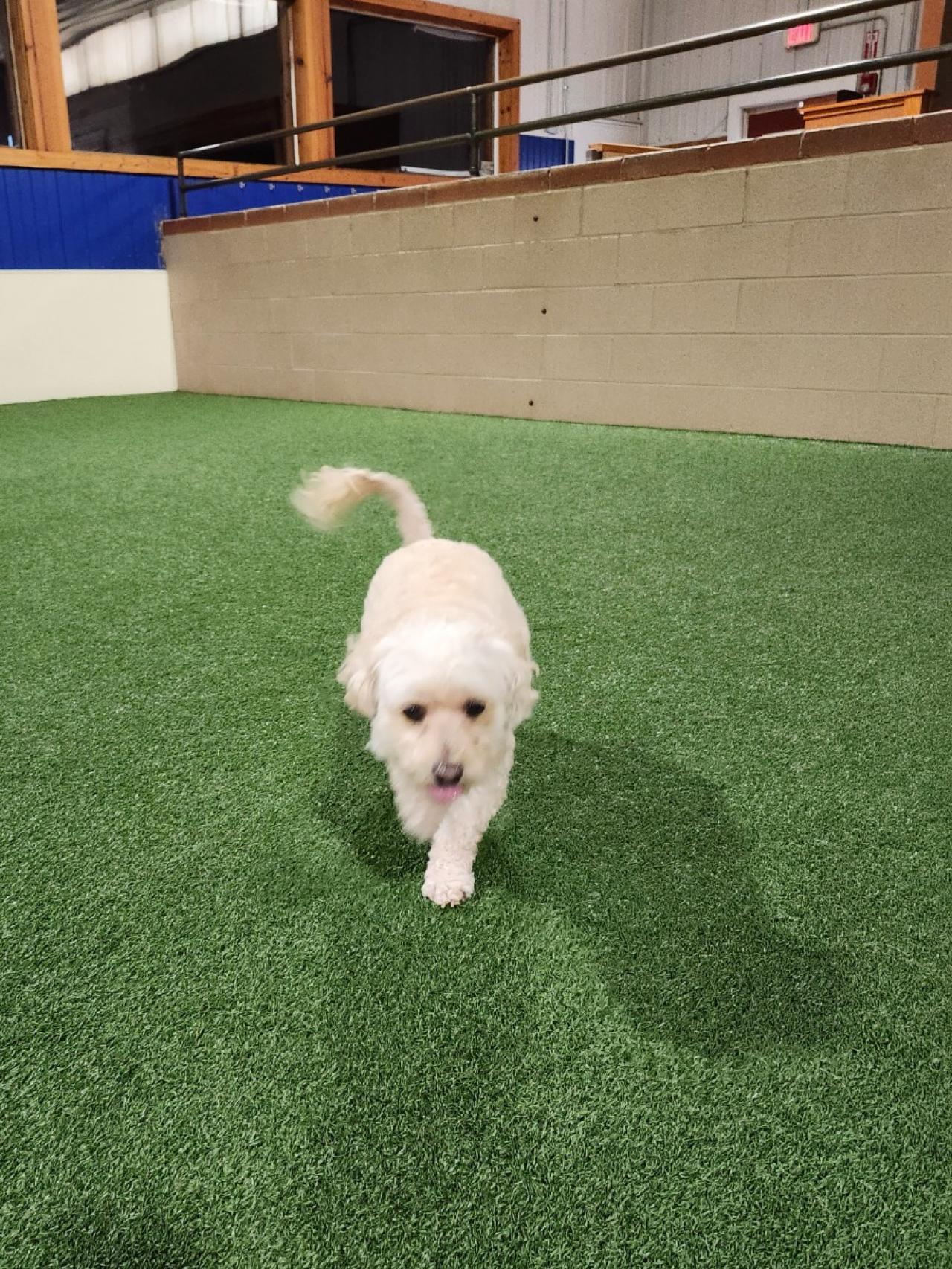 Club k9 At The Ranch | Paw Partner