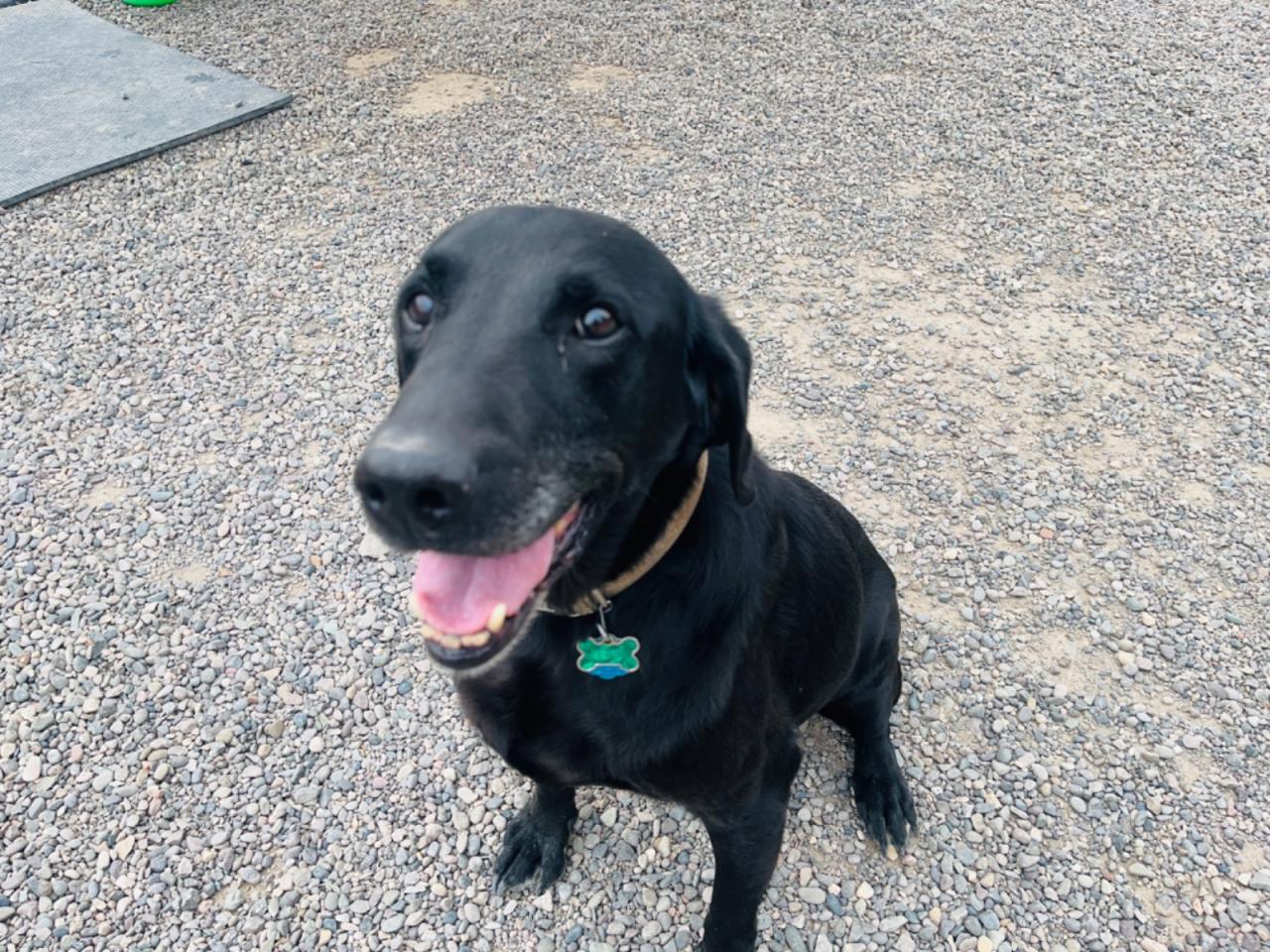 Iron Will Dog Lodge | Paw Partner