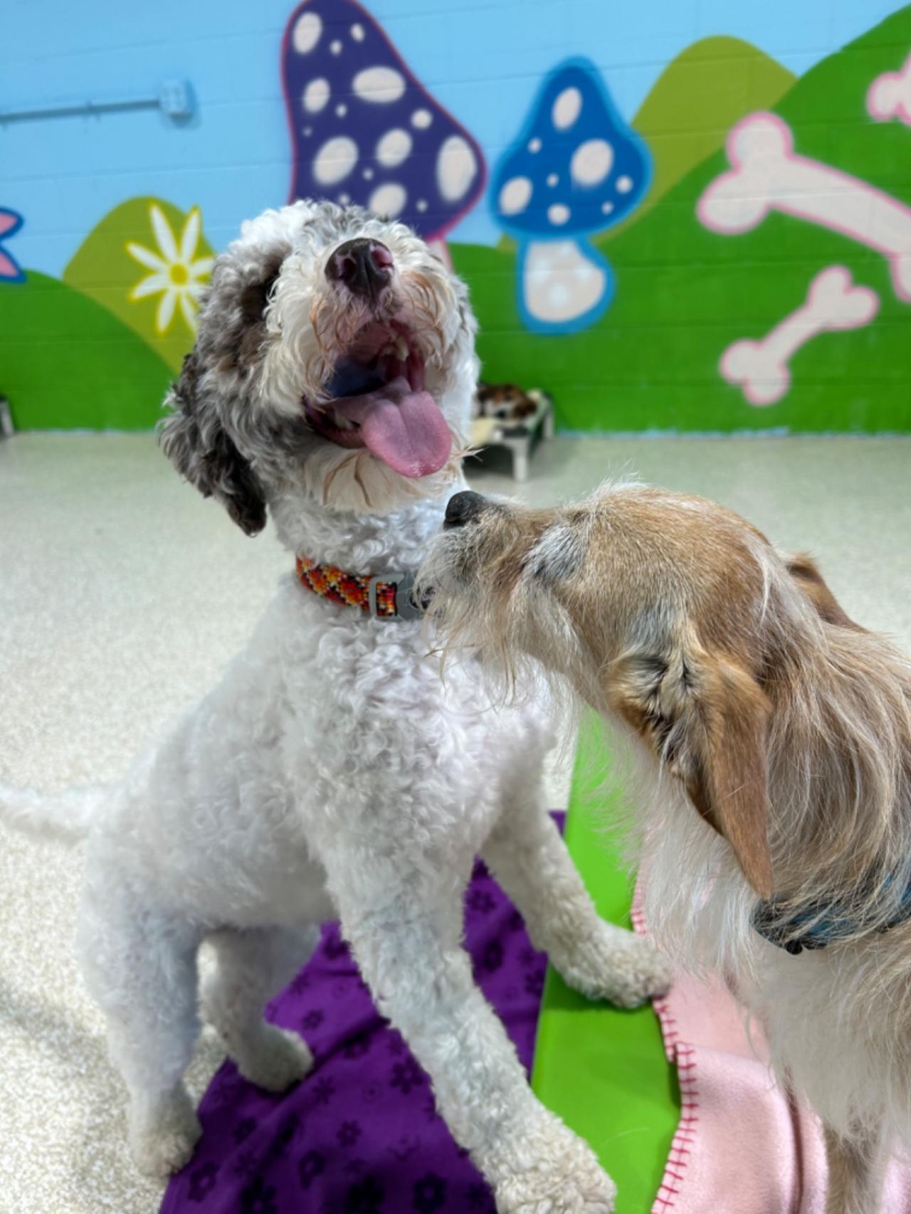 Wee Little Paws Inn - Crystal Lake | Paw Partner