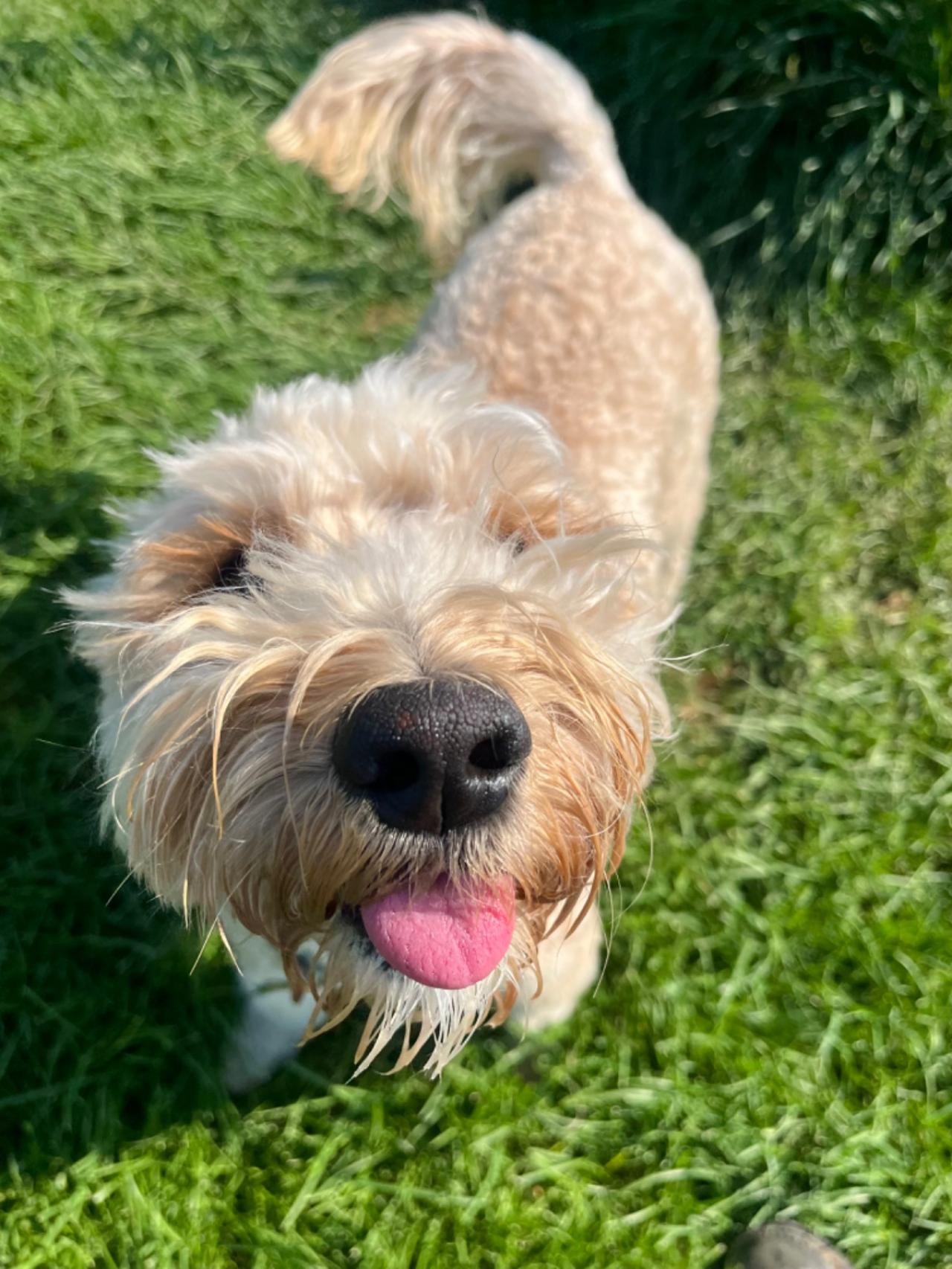 Country Kennels | Paw Partner