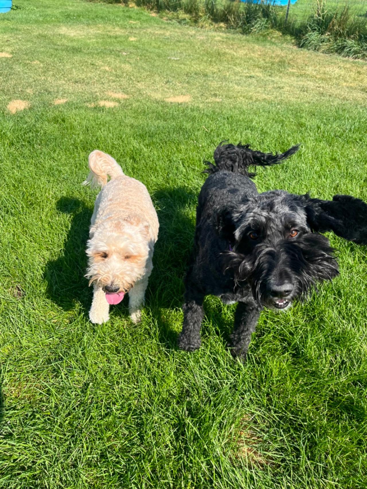 Country Kennels | Paw Partner