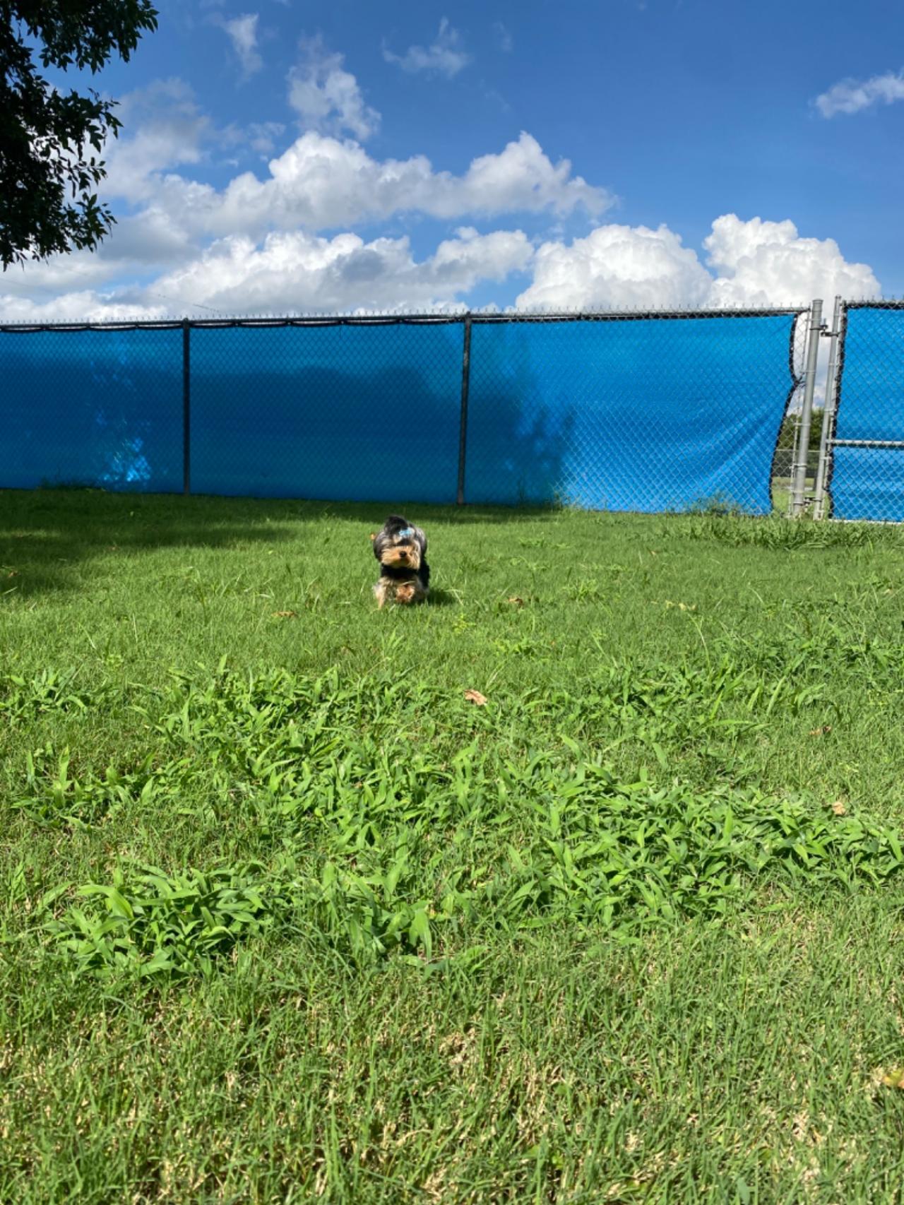 Kickapoo Ranch Pet Resort | Paw Partner