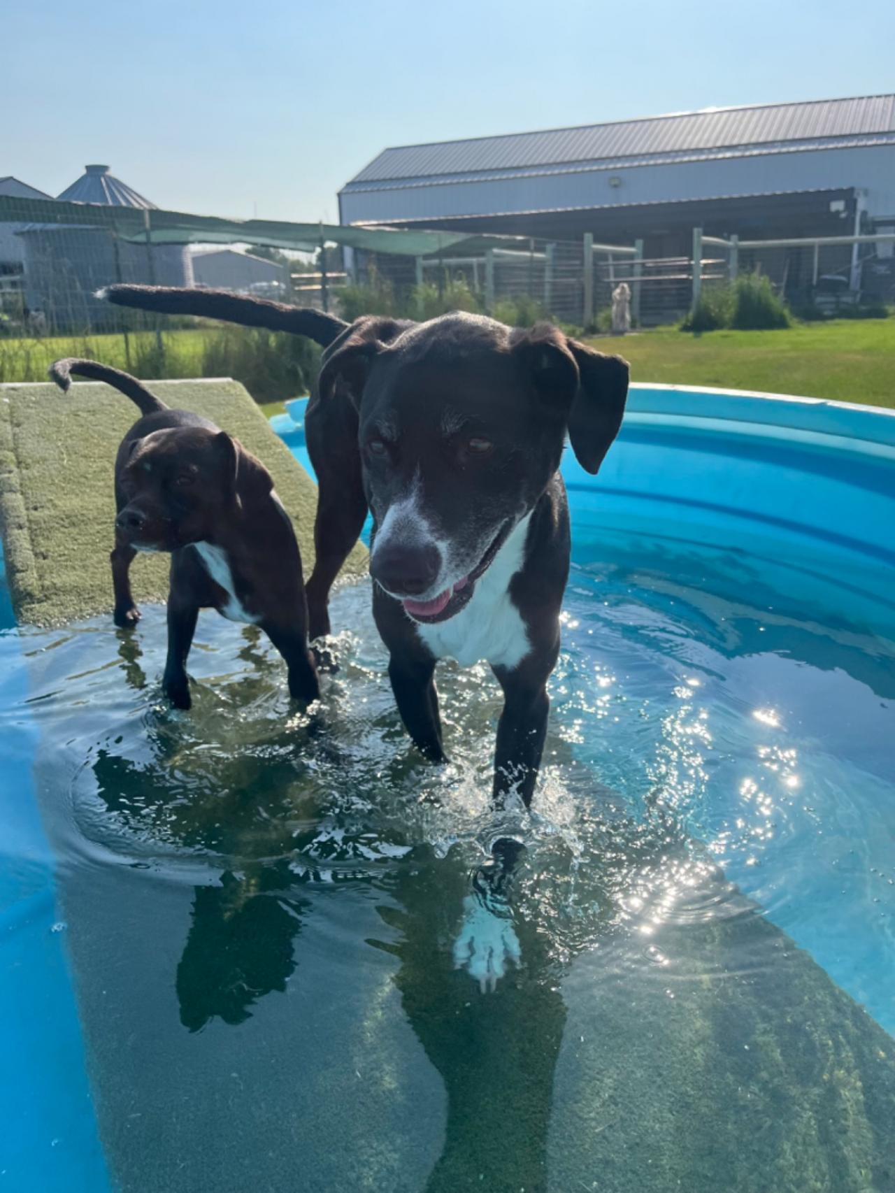 Country Kennels | Paw Partner