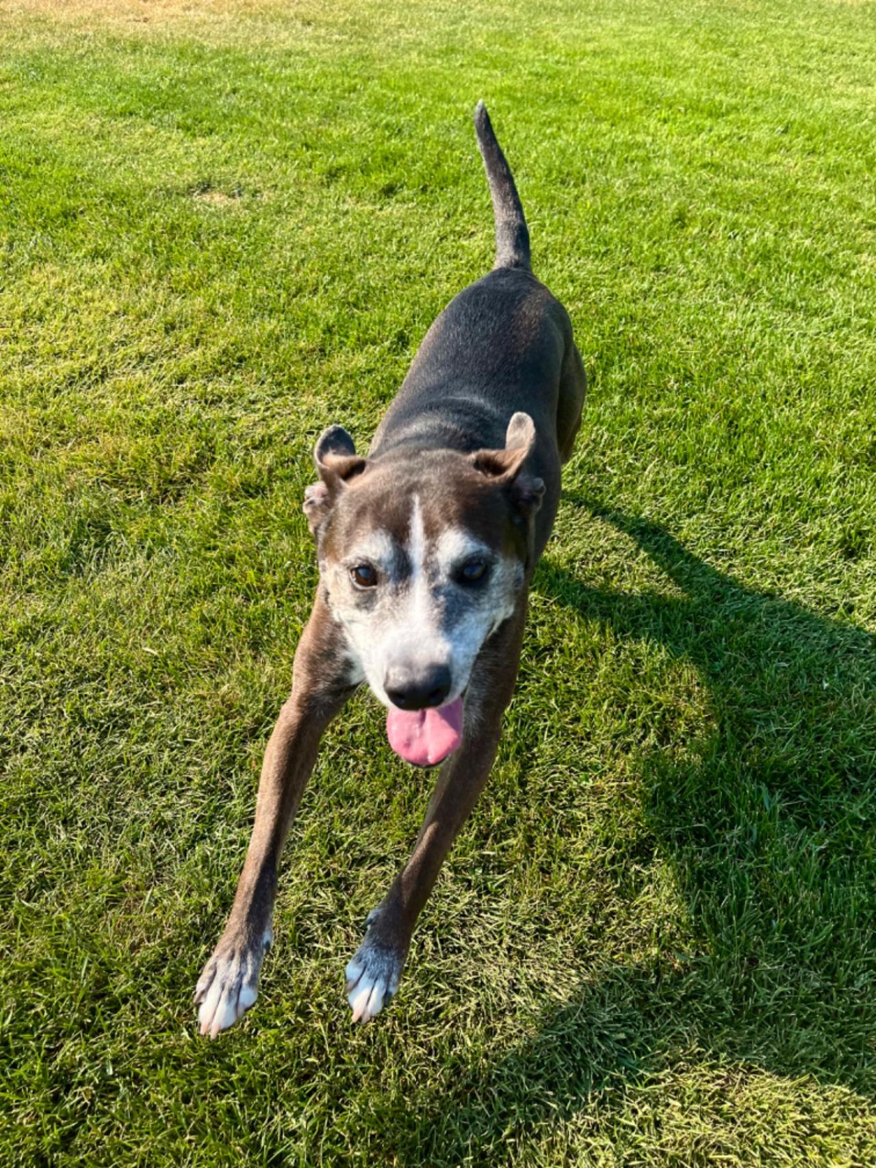 Country Kennels | Paw Partner