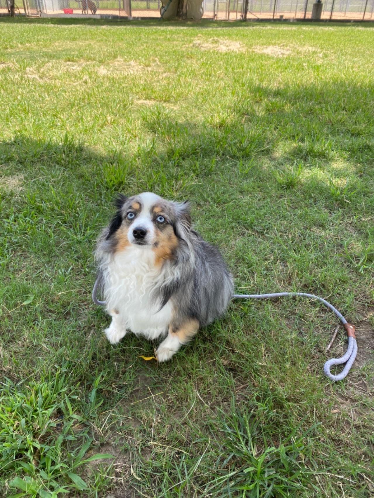 Kickapoo Ranch Pet Resort | Paw Partner