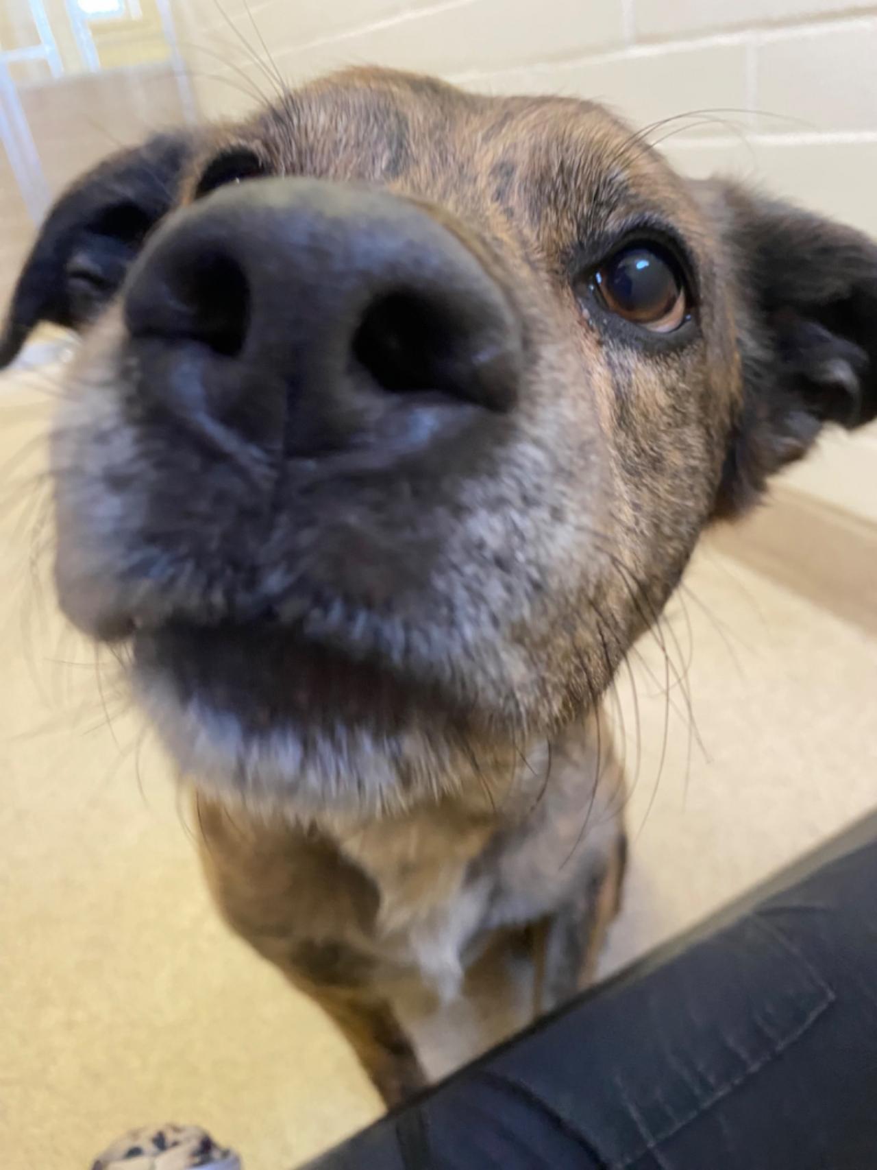 Kickapoo Ranch Pet Resort | Paw Partner