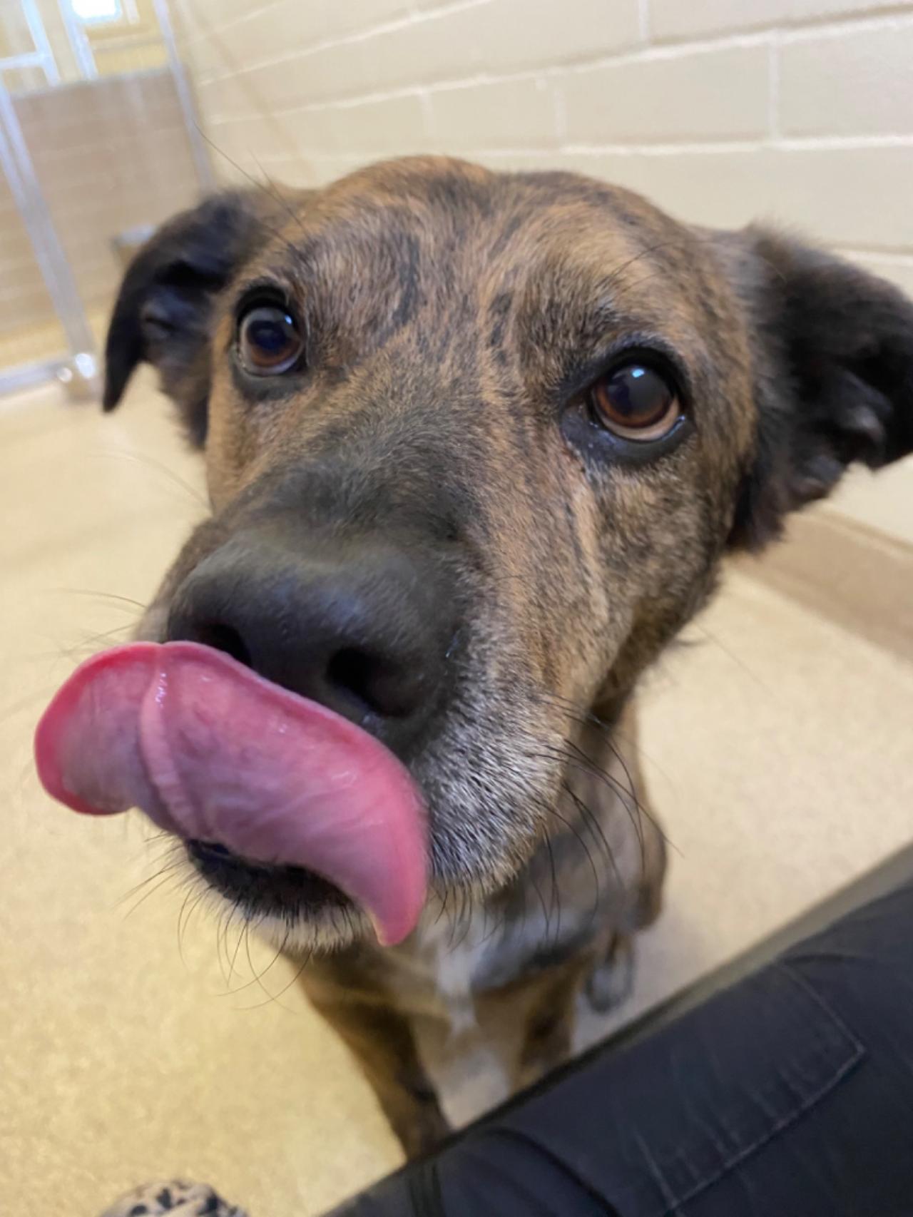 Kickapoo Ranch Pet Resort | Paw Partner