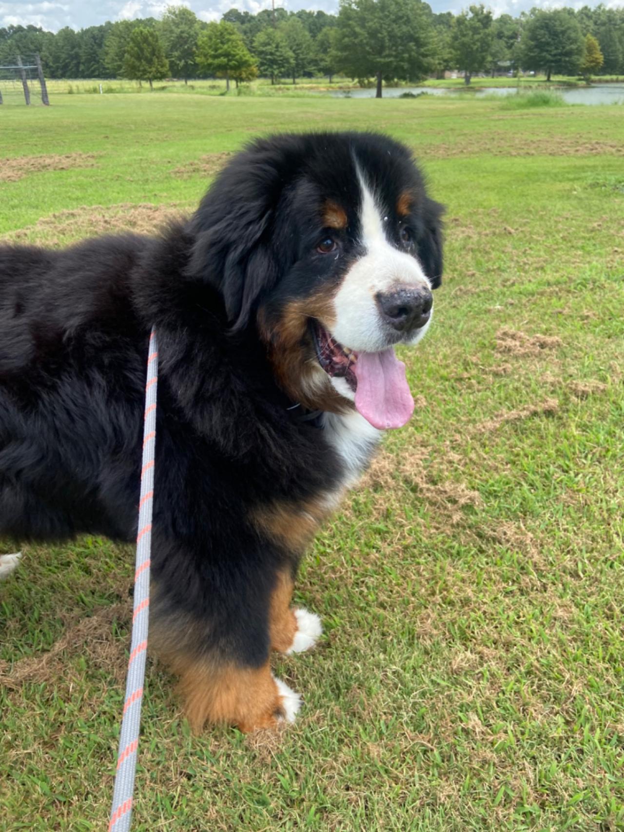 Kickapoo Ranch Pet Resort | Paw Partner