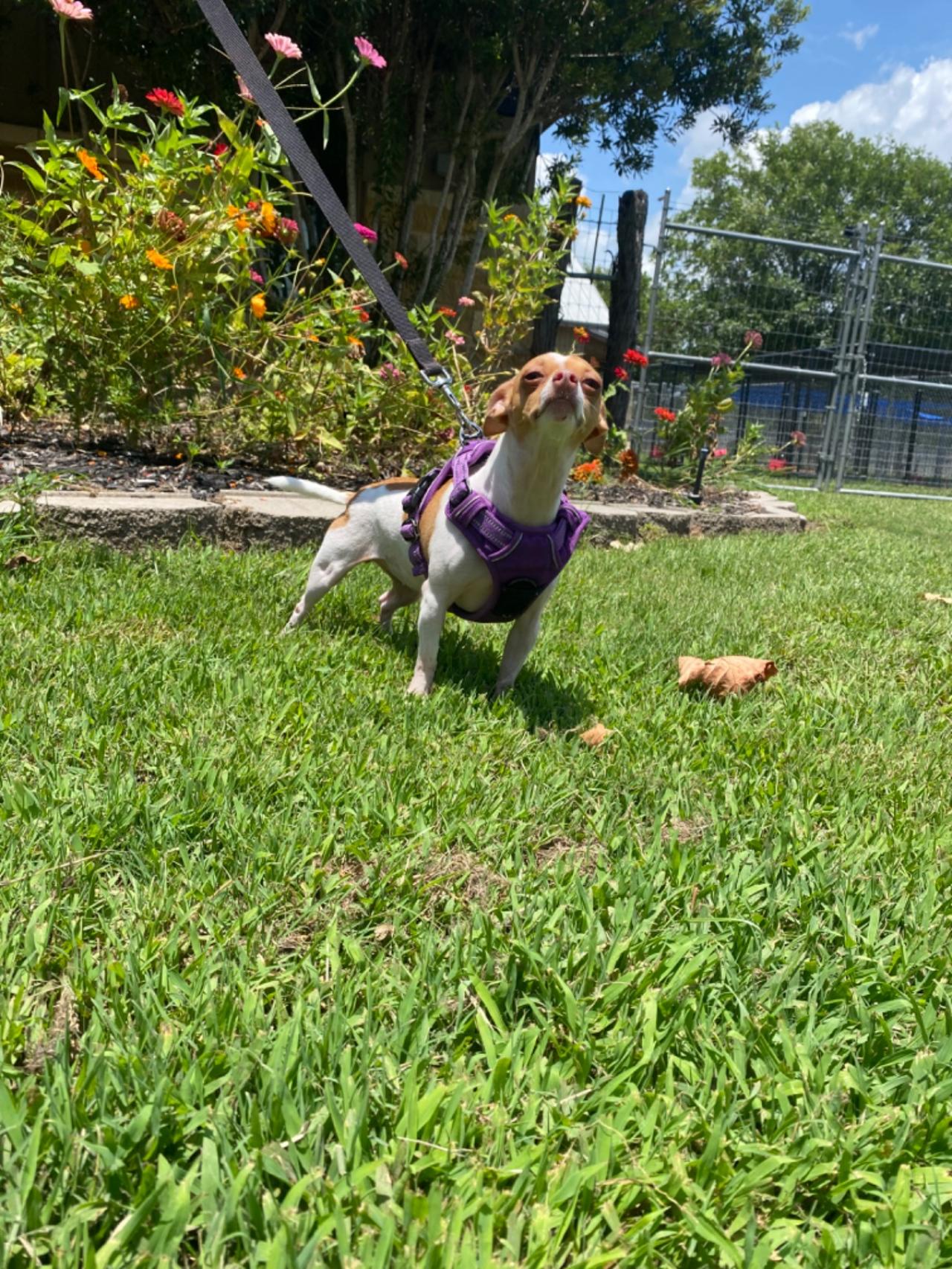 Kickapoo Ranch Pet Resort | Paw Partner