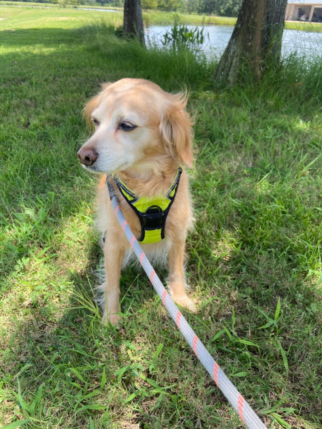 Kickapoo Ranch Pet Resort | Paw Partner