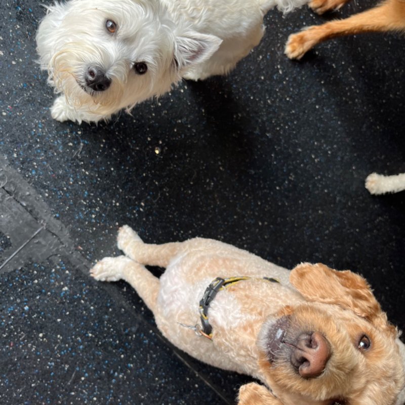 Almost Home - Speak Dog | Paw Partner