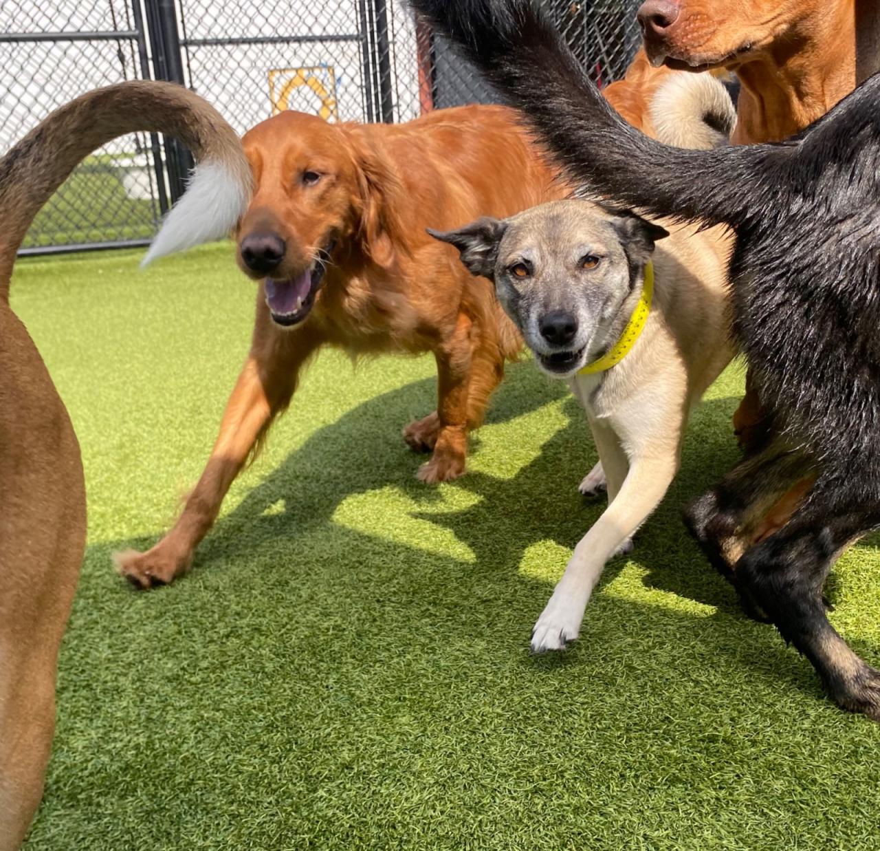 Timeline | Paw Partner