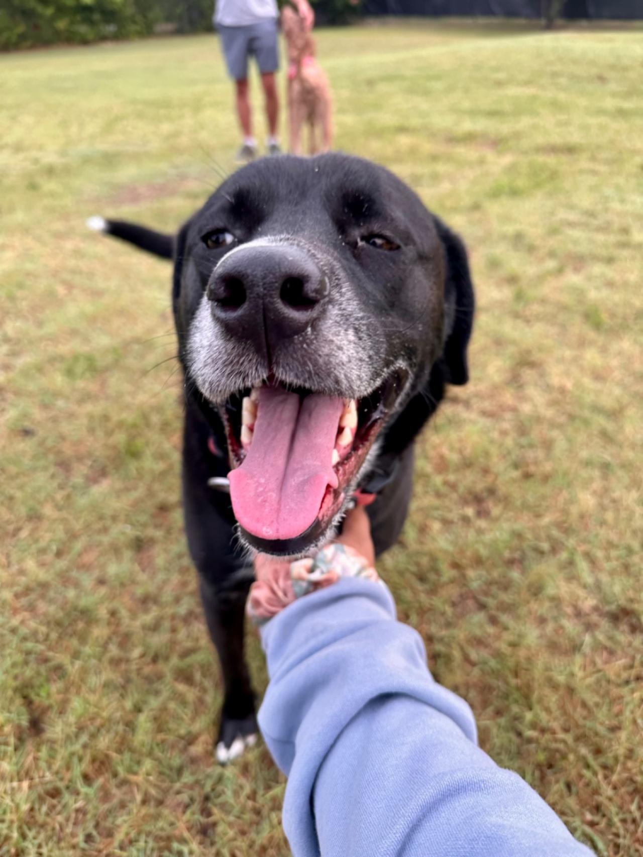 Timeline | Paw Partner