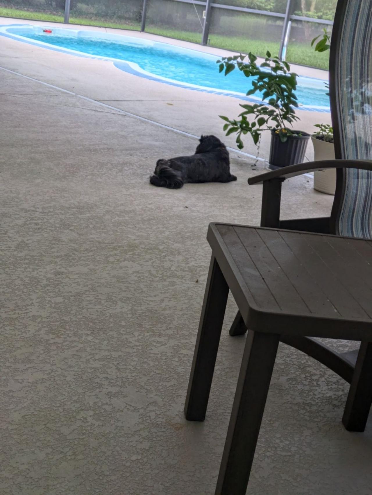 Staci's Pet Sitting | Paw Partner