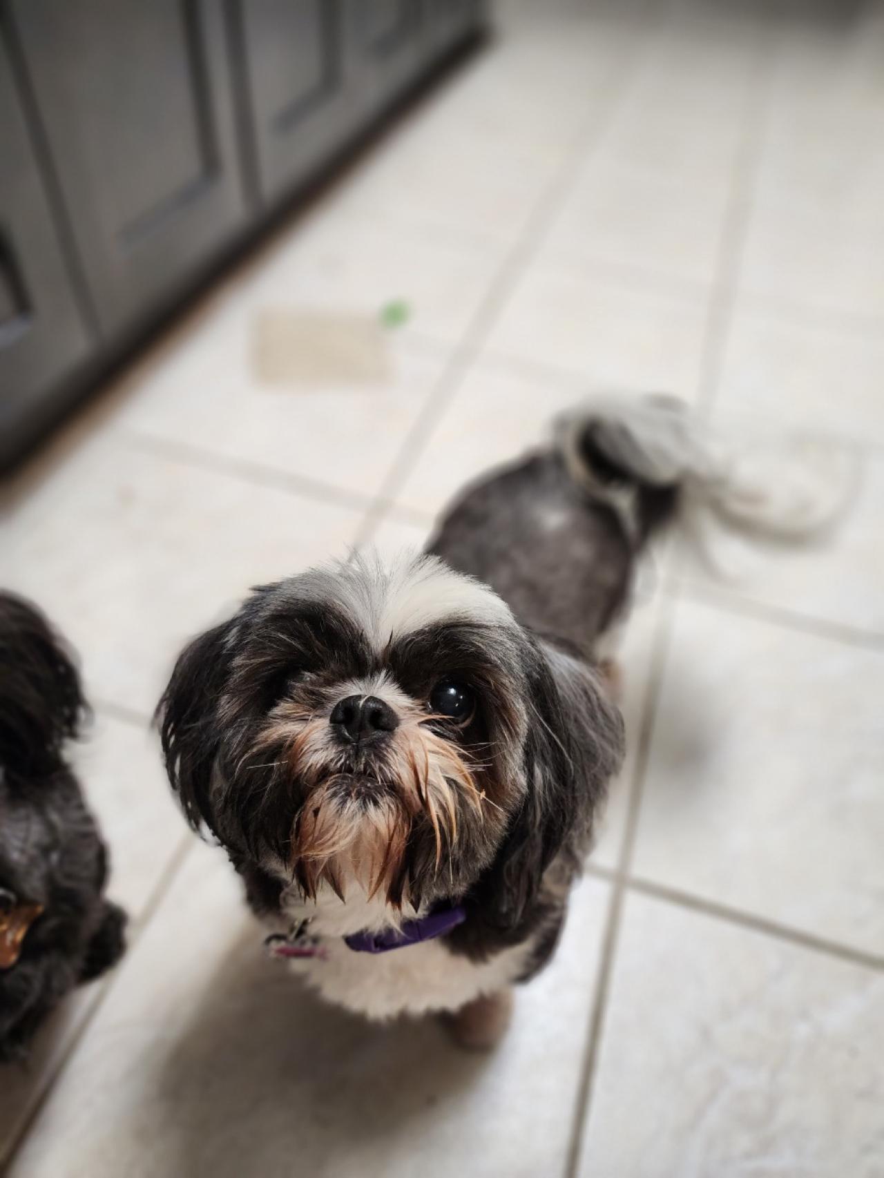 Staci's Pet Sitting | Paw Partner