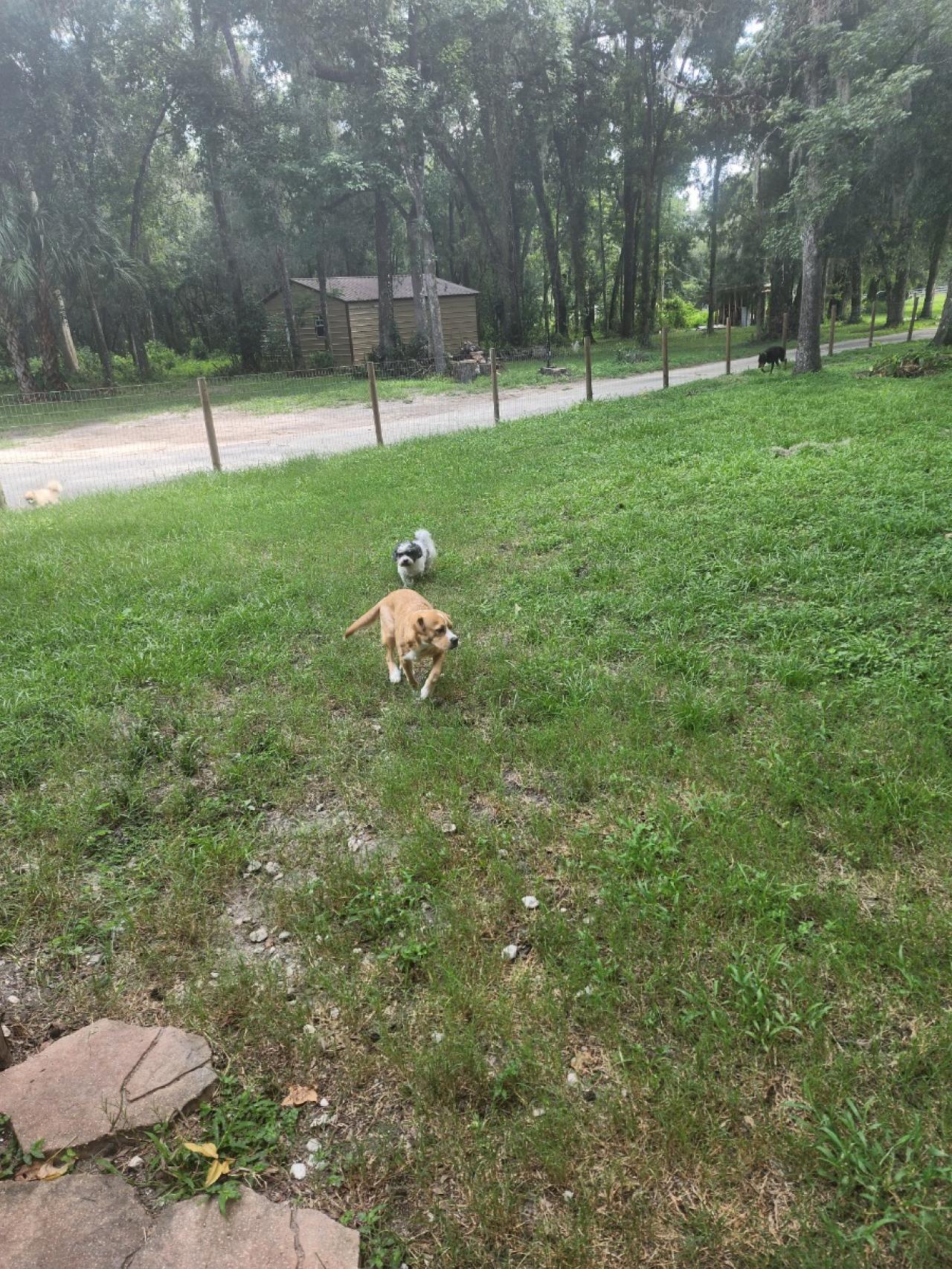 Staci's Pet Sitting | Paw Partner