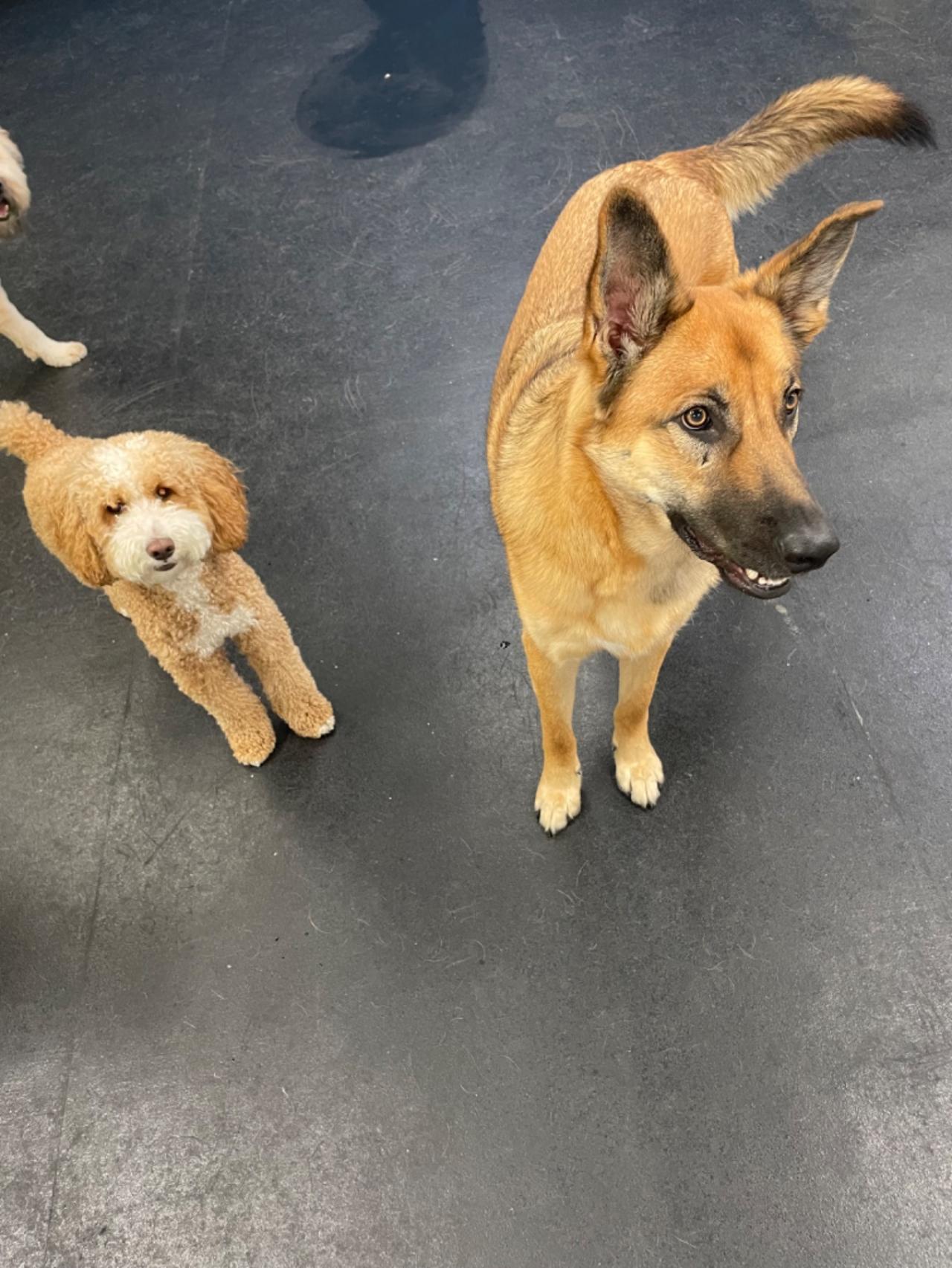 Tail Spinz | Paw Partner