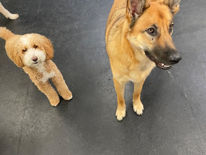 Tail Spinz | Paw Partner